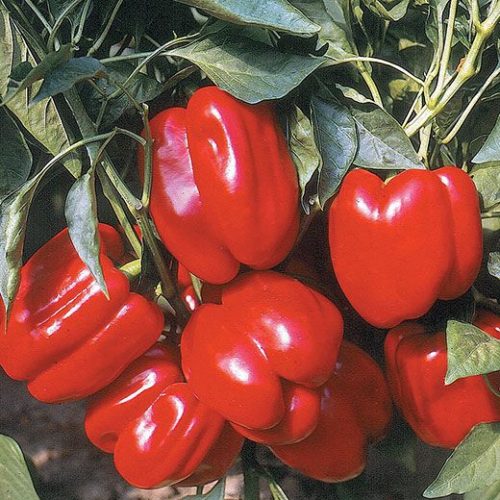 Peperone Rosso - Azienda Agricola La Collina di Francesco Minotti ...